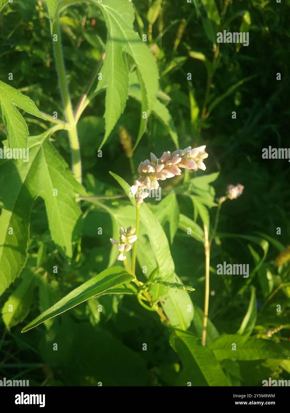 pinkweed (Persicaria pensylvanica) Plantae Stock Photo - Alamy