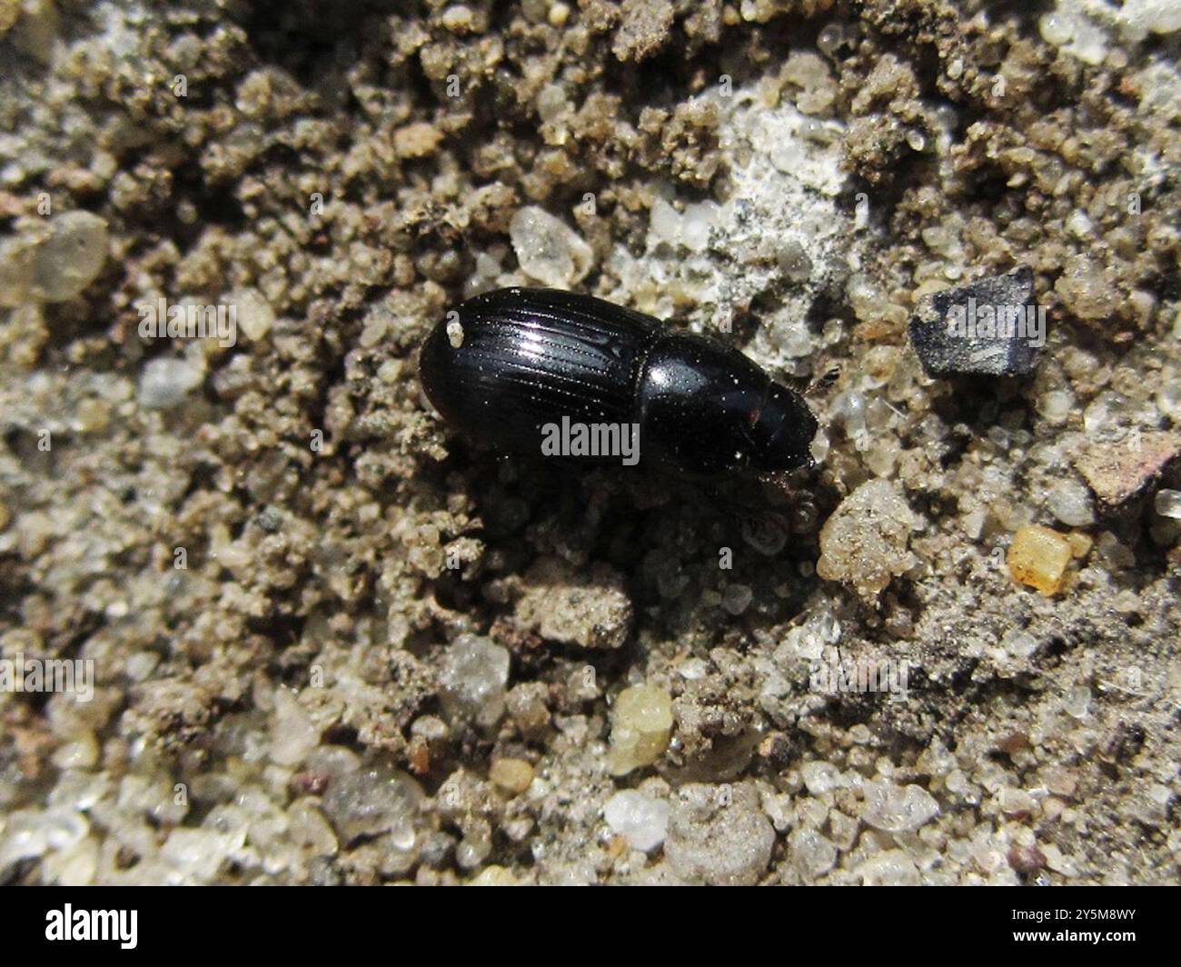 (Calamosternus granarius) Insecta Stock Photo - Alamy
