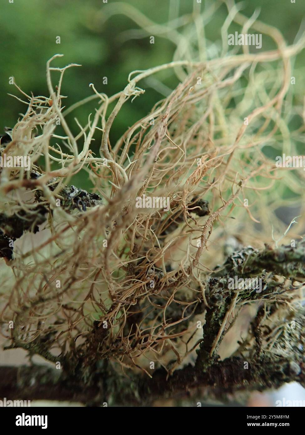 Red Beard Lichen (Usnea rubicunda) Fungi Stock Photo - Alamy