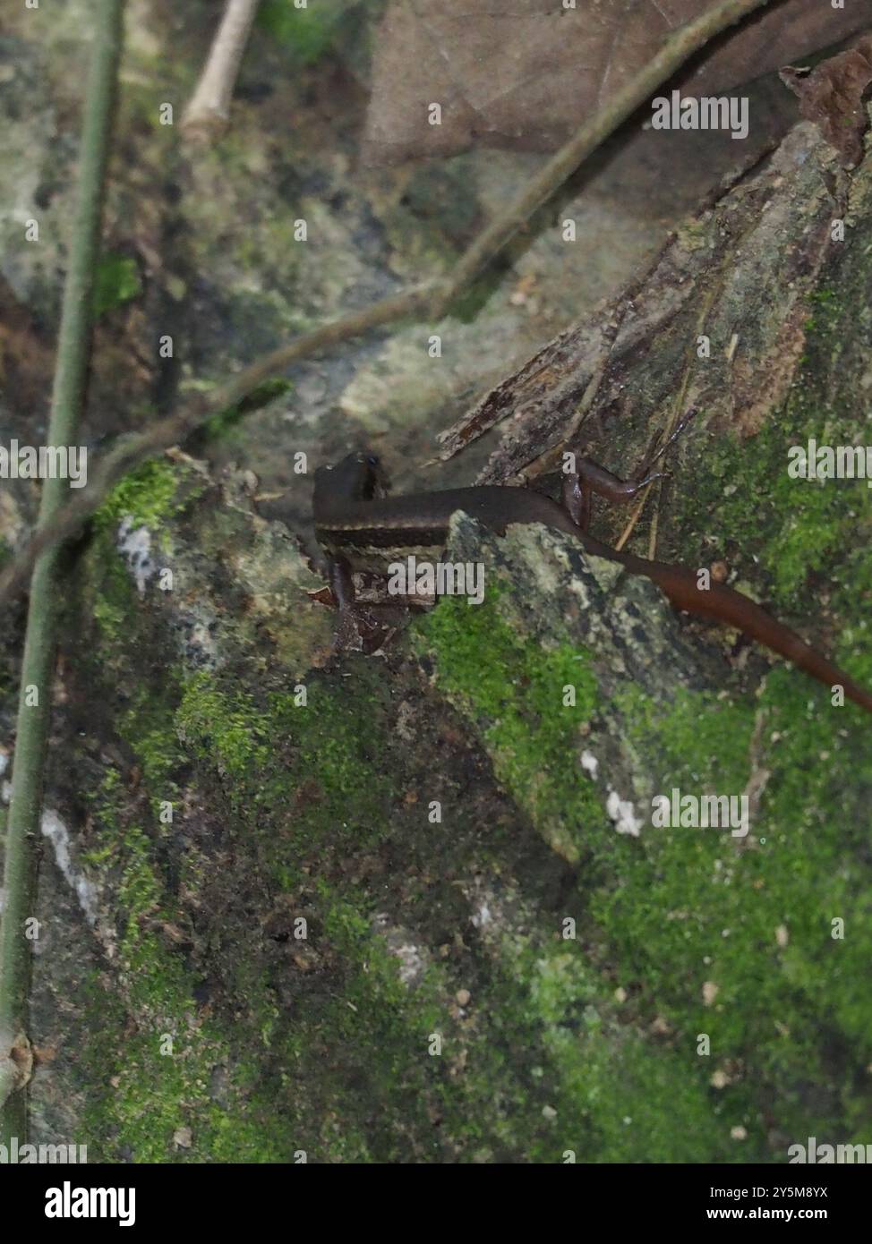 Indian Forest Skink (Sphenomorphus indicus) Reptilia Stock Photo - Alamy