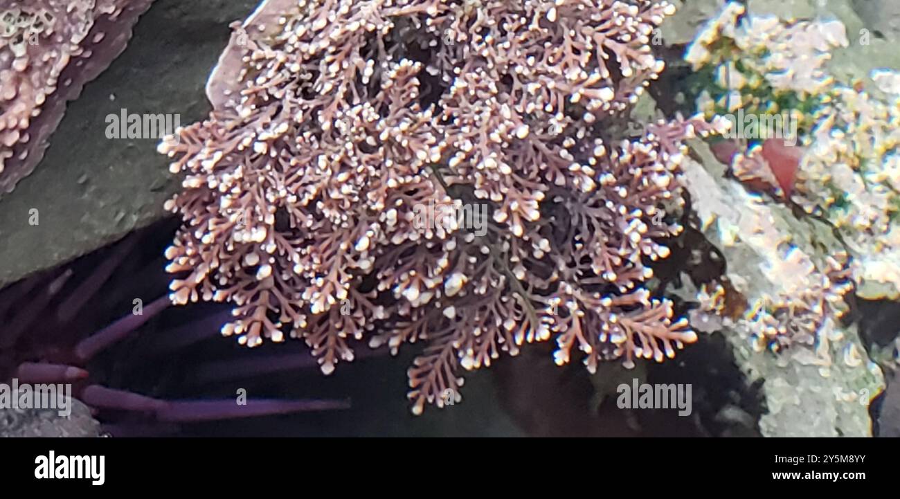 Common Coralline (Corallina officinalis) Plantae Stock Photo - Alamy