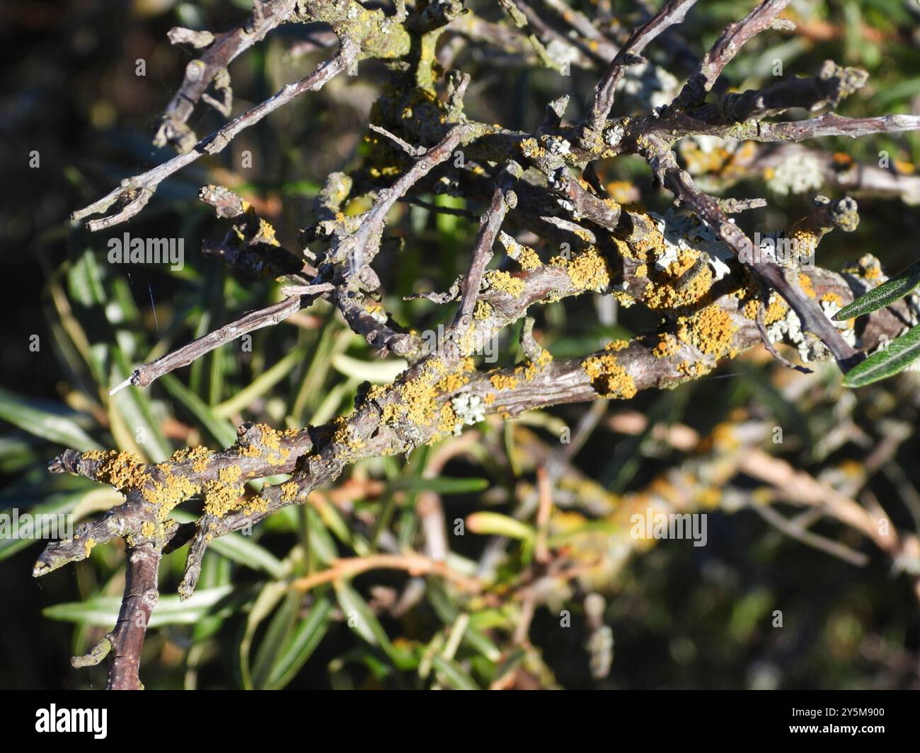 Pin-cushion Sunburst Lichen (Polycauliona polycarpa) Fungi Stock Photo ...