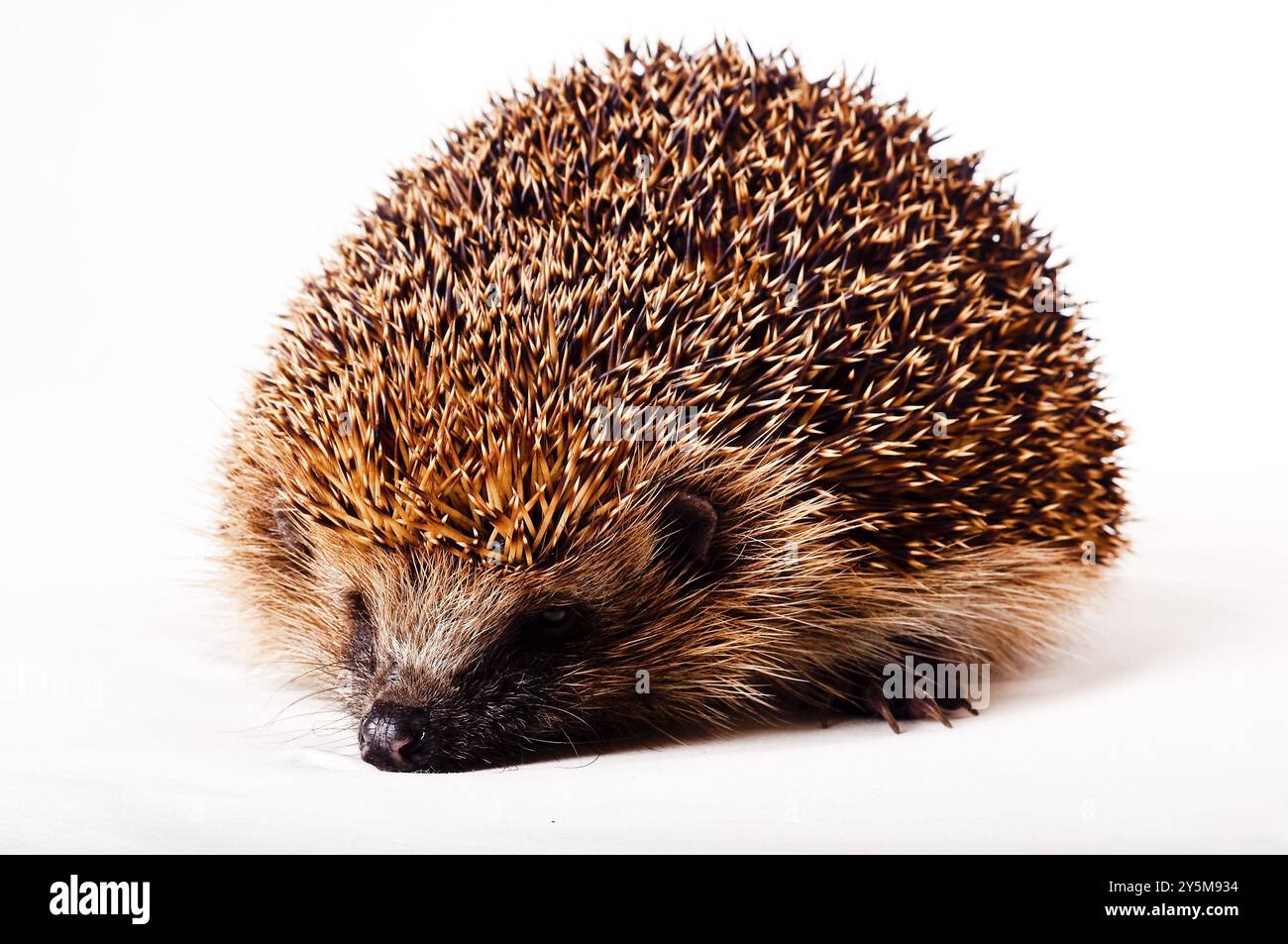 Hedgehog on a white background Stock Photo - Alamy