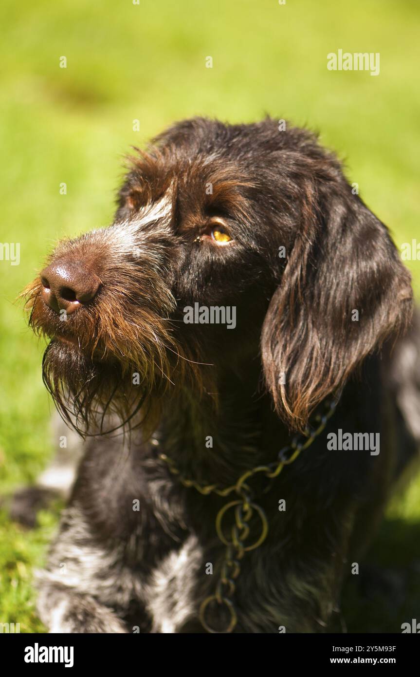 German Wirehair Portrait Stock Photo - Alamy