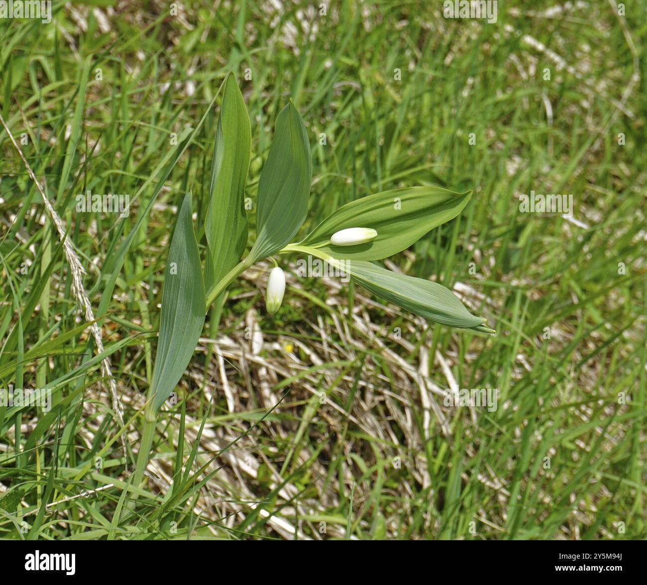 White root, angular Solomon's seal, Polygonatum odoratum, angular ...