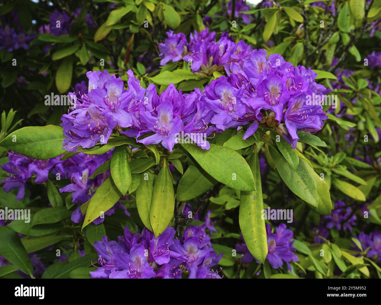 Rhododendron, flower close-up Stock Photo - Alamy