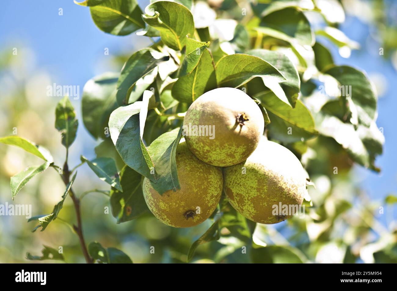 Pyrus malus l hi-res stock photography and images - Alamy