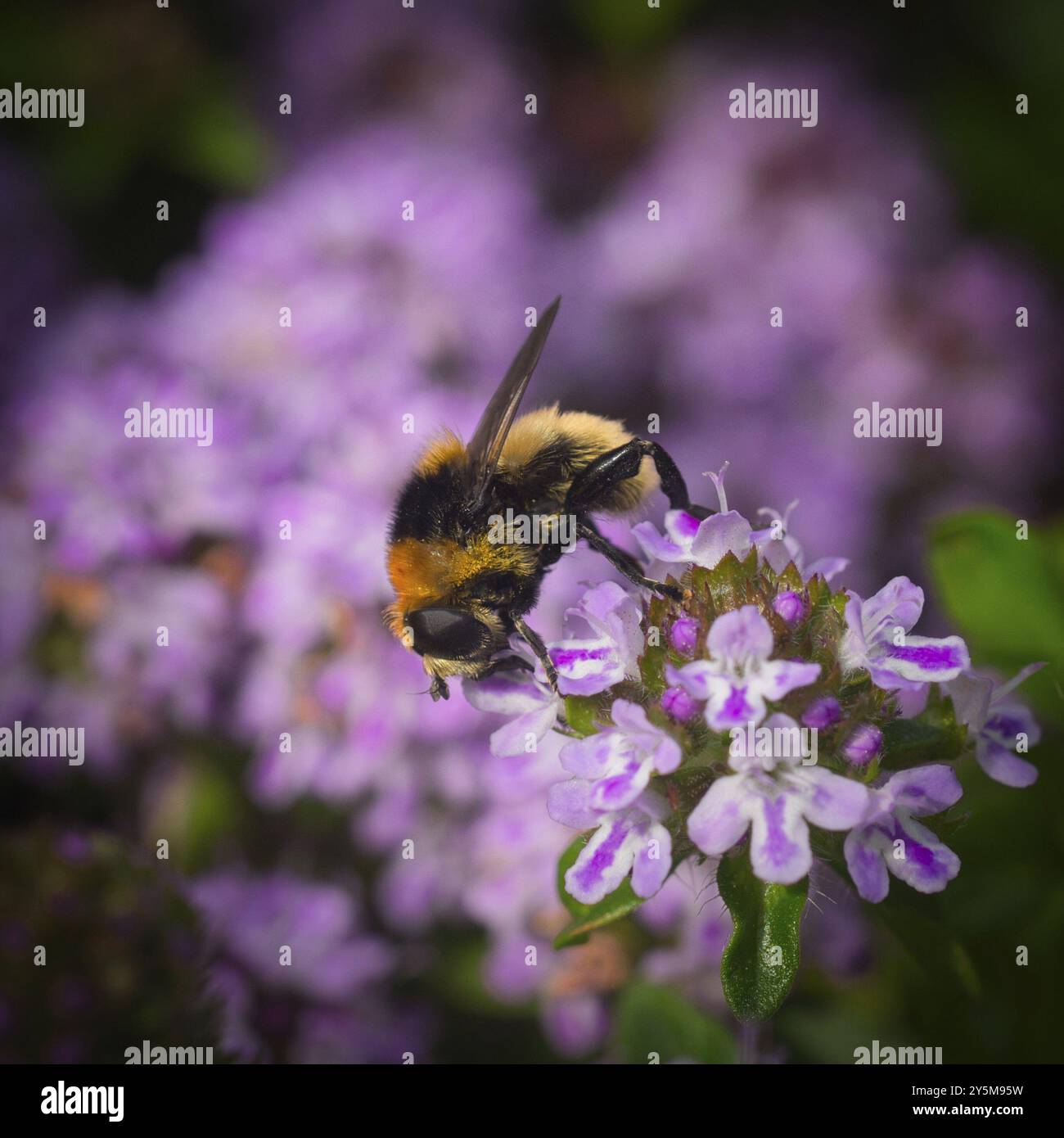 Honey bee on wild thyme hi-res stock photography and images - Alamy