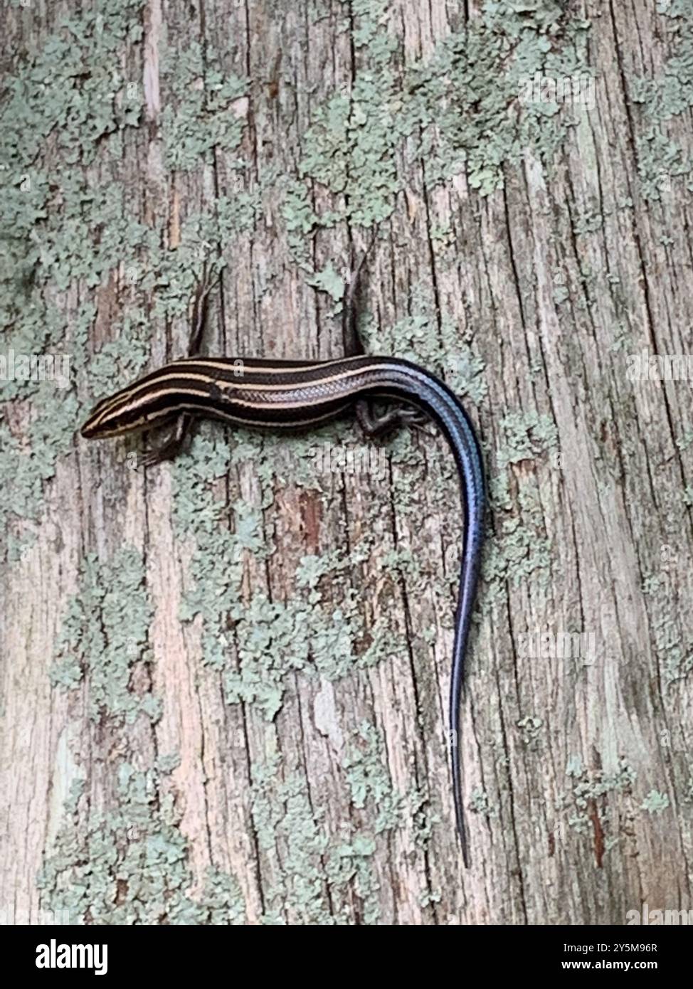 Common Five-lined Skink (Plestiodon fasciatus) Reptilia Stock Photo - Alamy