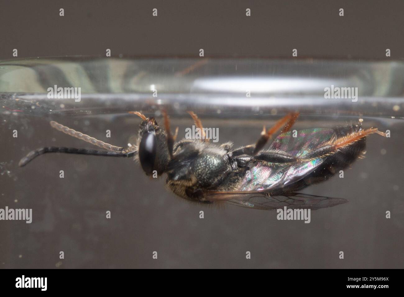 Metallic Sweat Bees (Dialictus) Insecta Stock Photo - Alamy