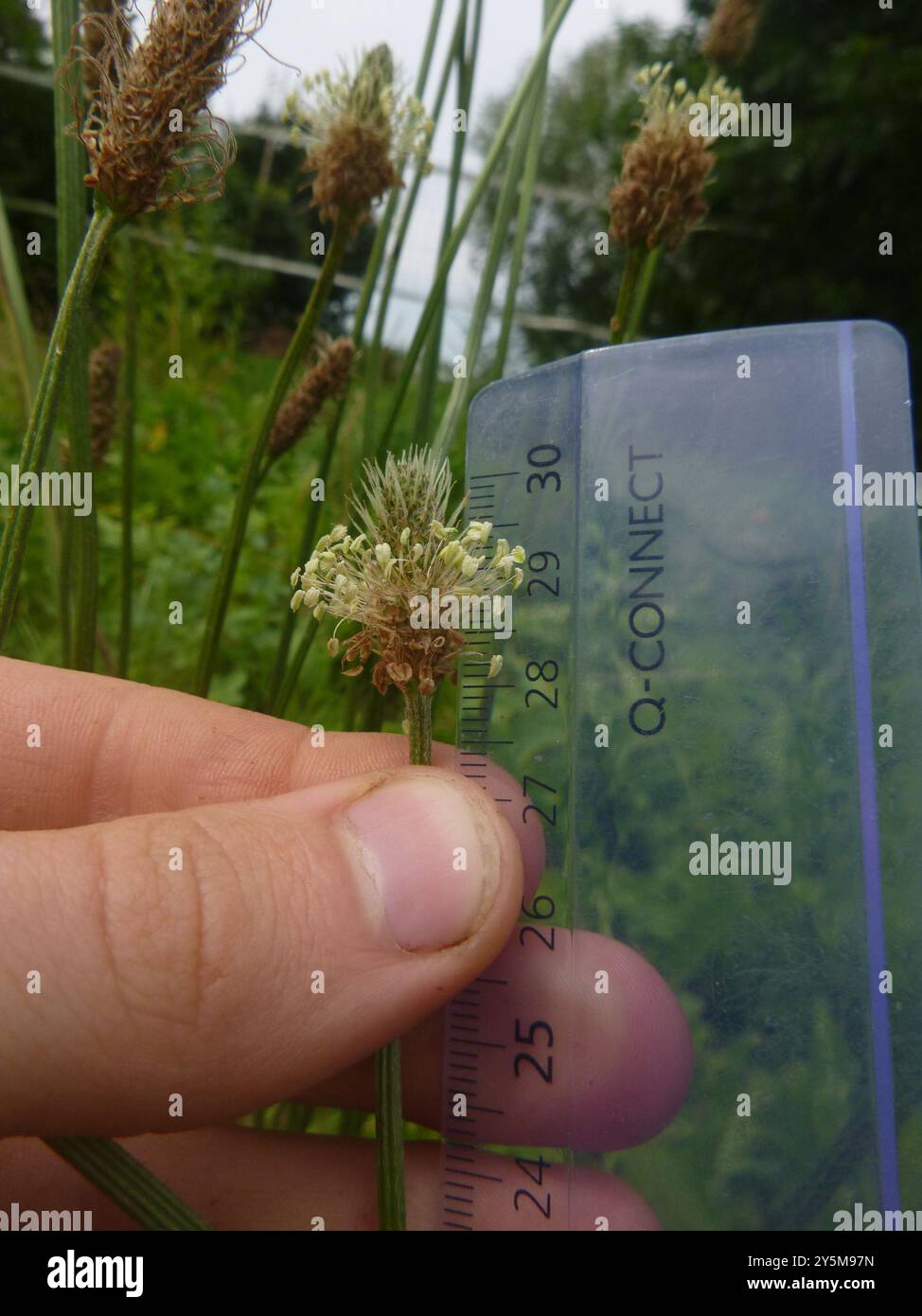 ribwort plantain (Plantago lanceolata) Plantae Stock Photo - Alamy