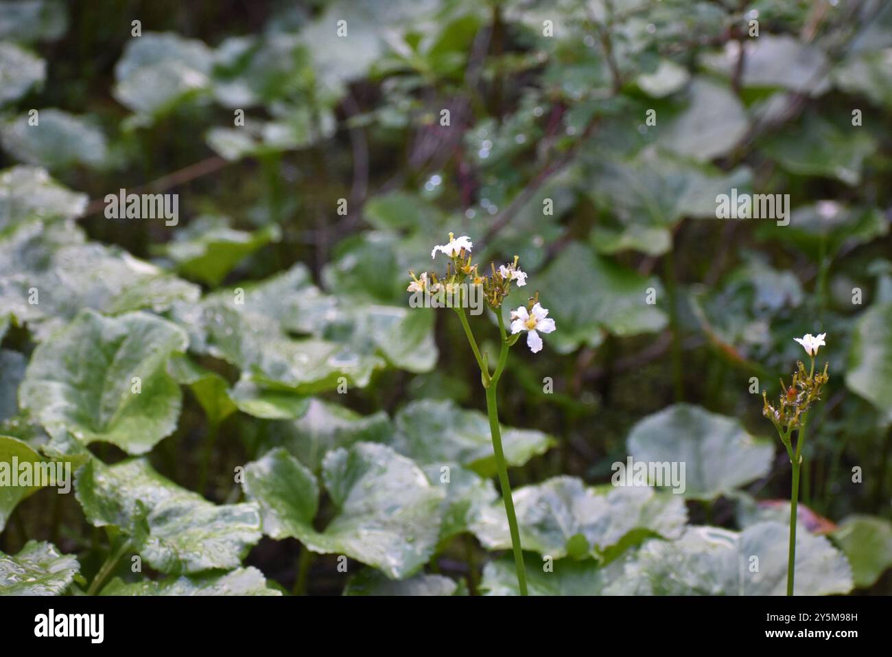 Deer-cabbage (Nephrophyllidium crista-galli) Plantae Stock Photo - Alamy