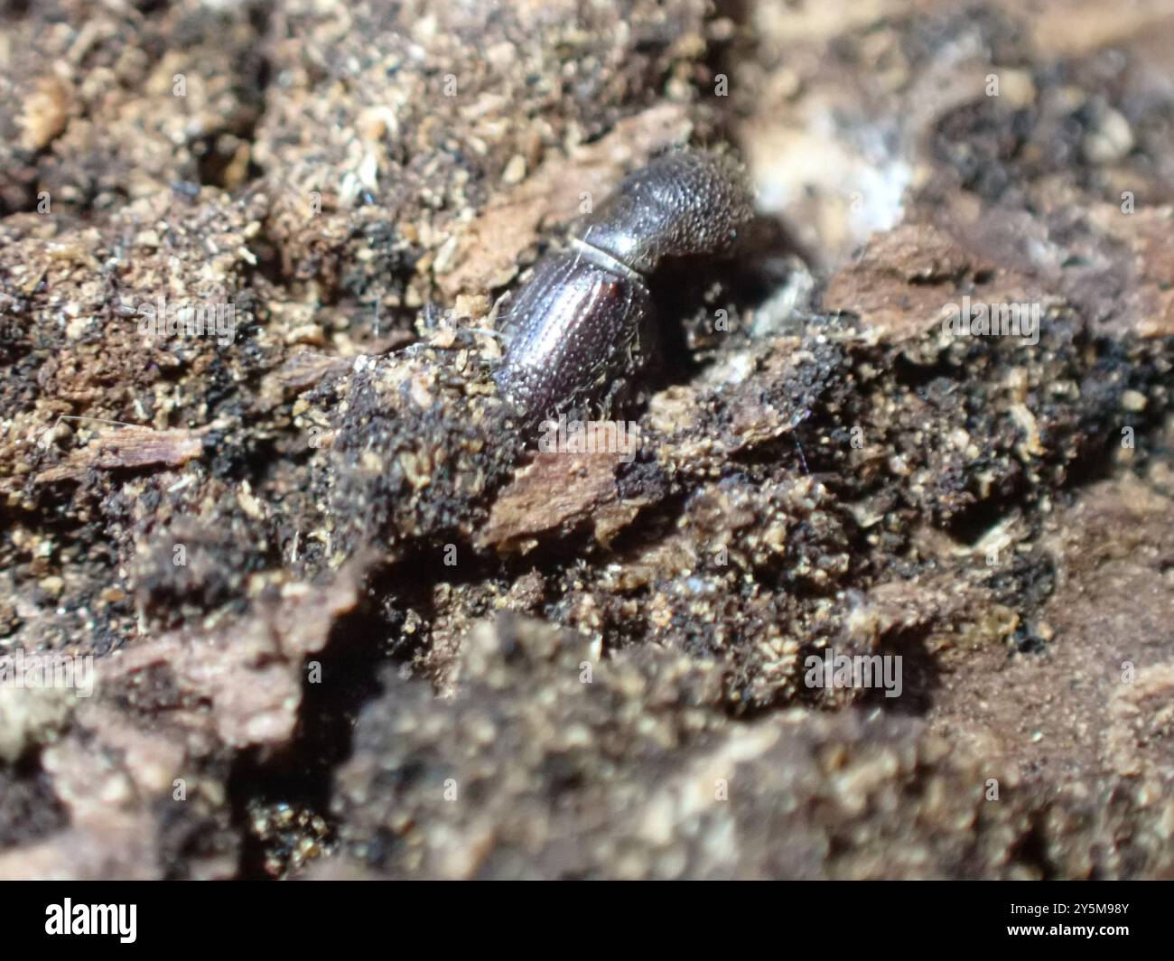 Engraver Beetles (Ips) Insecta Stock Photo - Alamy