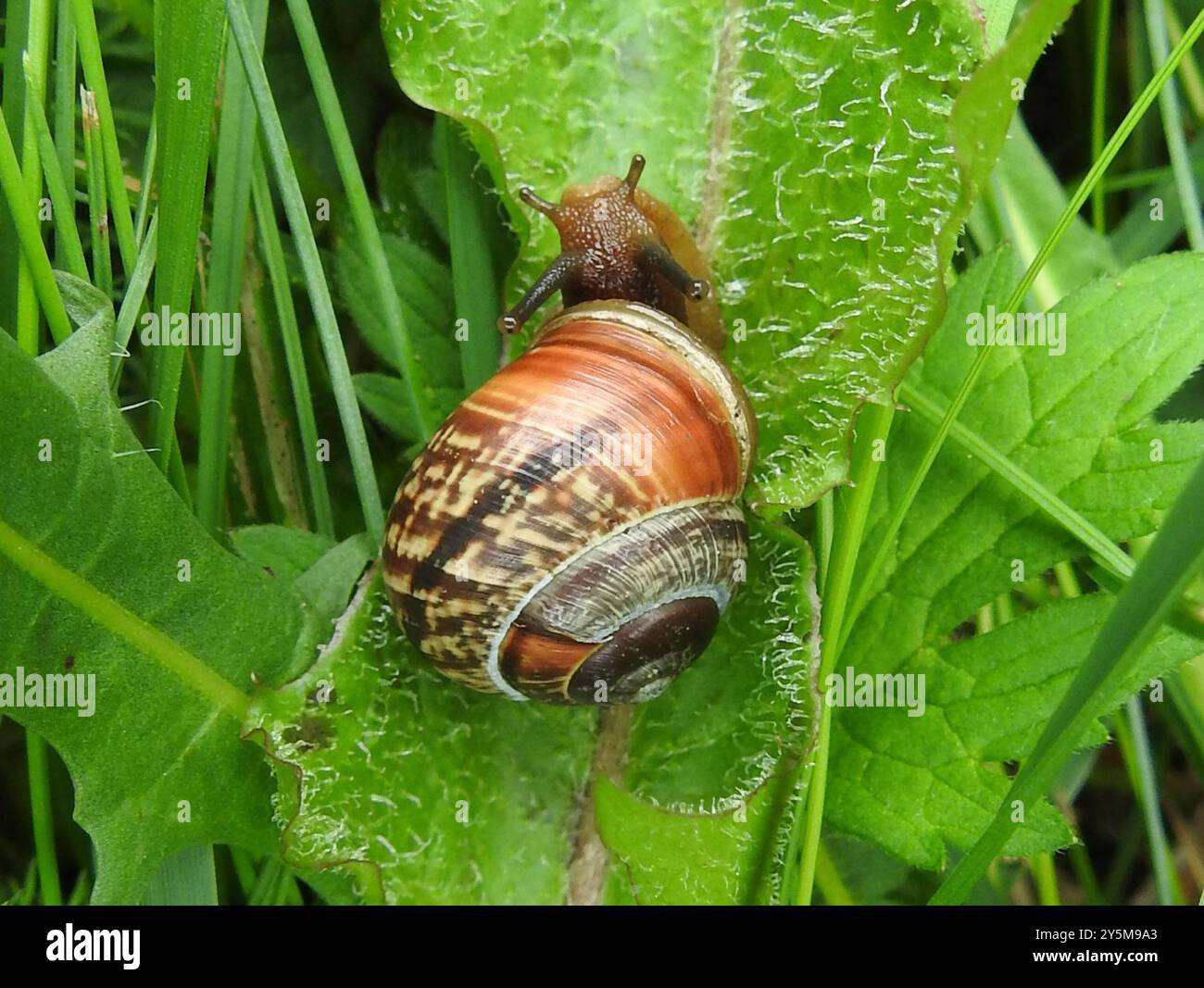 Copse Snail (Arianta arbustorum) Mollusca Stock Photo - Alamy