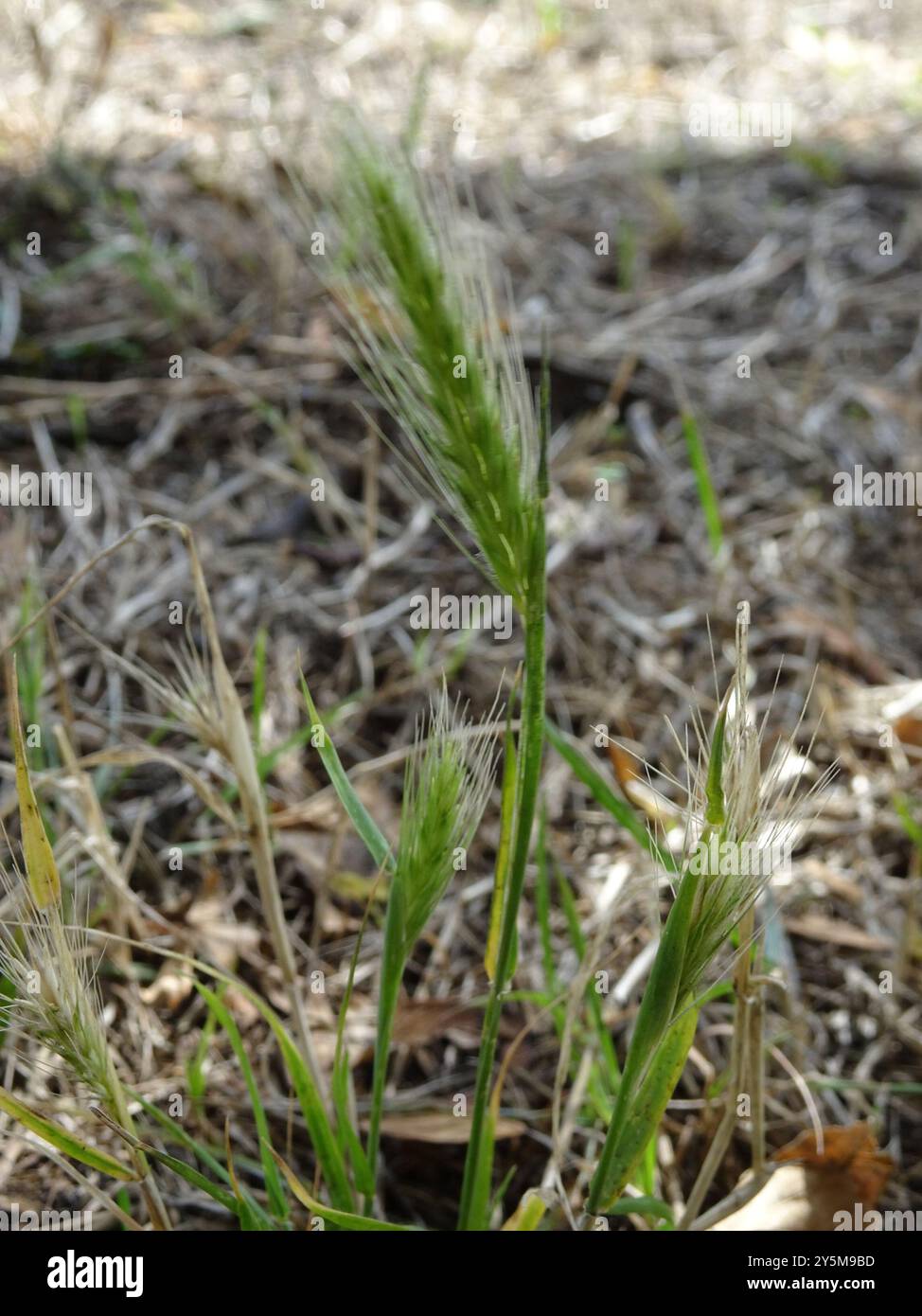 wall barley (Hordeum murinum) Plantae Stock Photo - Alamy