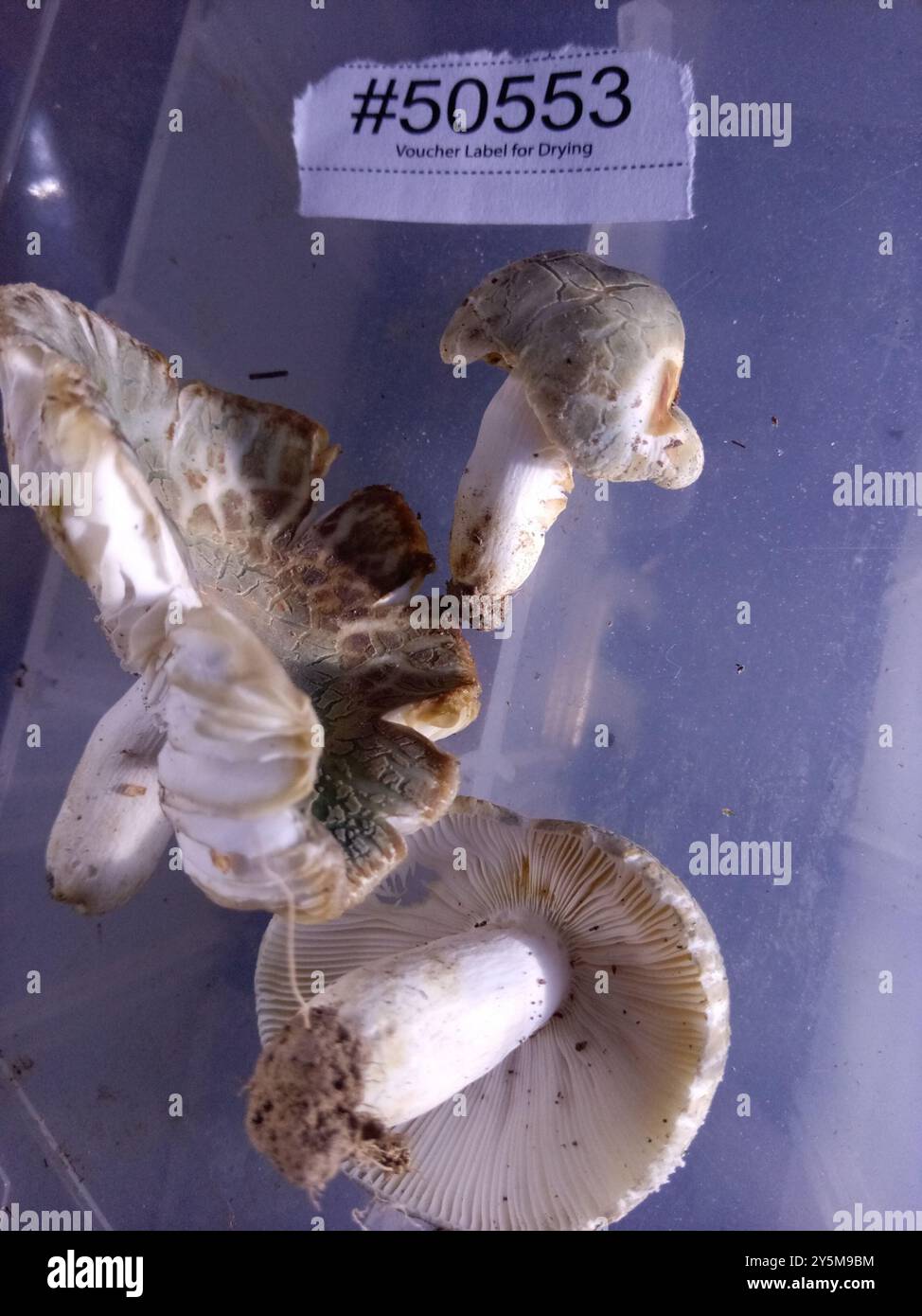 Green Quilt Russula (Russula crustosa) Fungi Stock Photo - Alamy