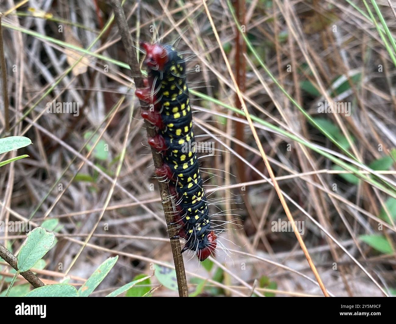 Azalea Caterpillar Moth (Datana major) Insecta Stock Photo - Alamy