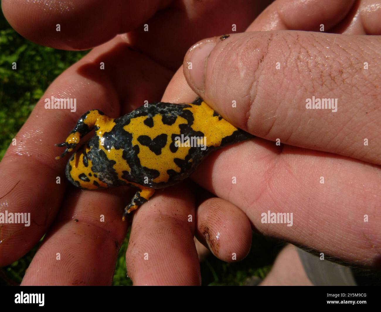 Yellow-bellied Toad (Bombina variegata) Amphibia Stock Photo - Alamy