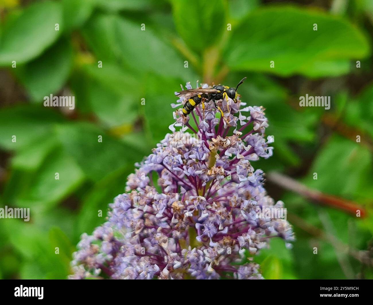 Typical Weevil Wasps and Allies (Cerceris) Insecta Stock Photo - Alamy