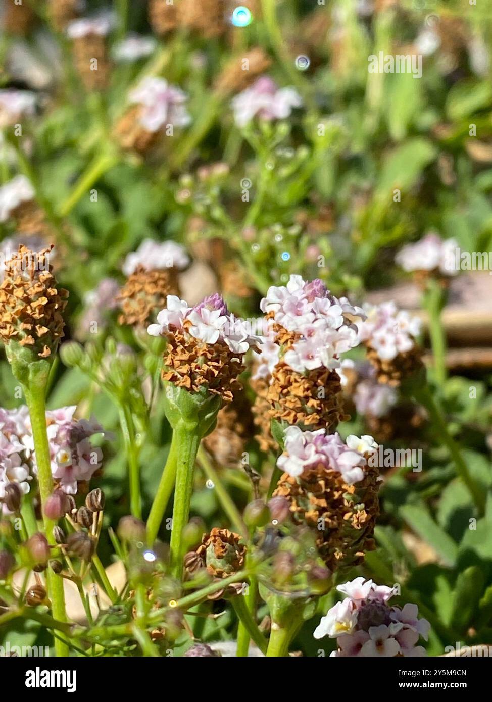 turkey tangle frogfruit (Phyla nodiflora) Plantae Stock Photo - Alamy