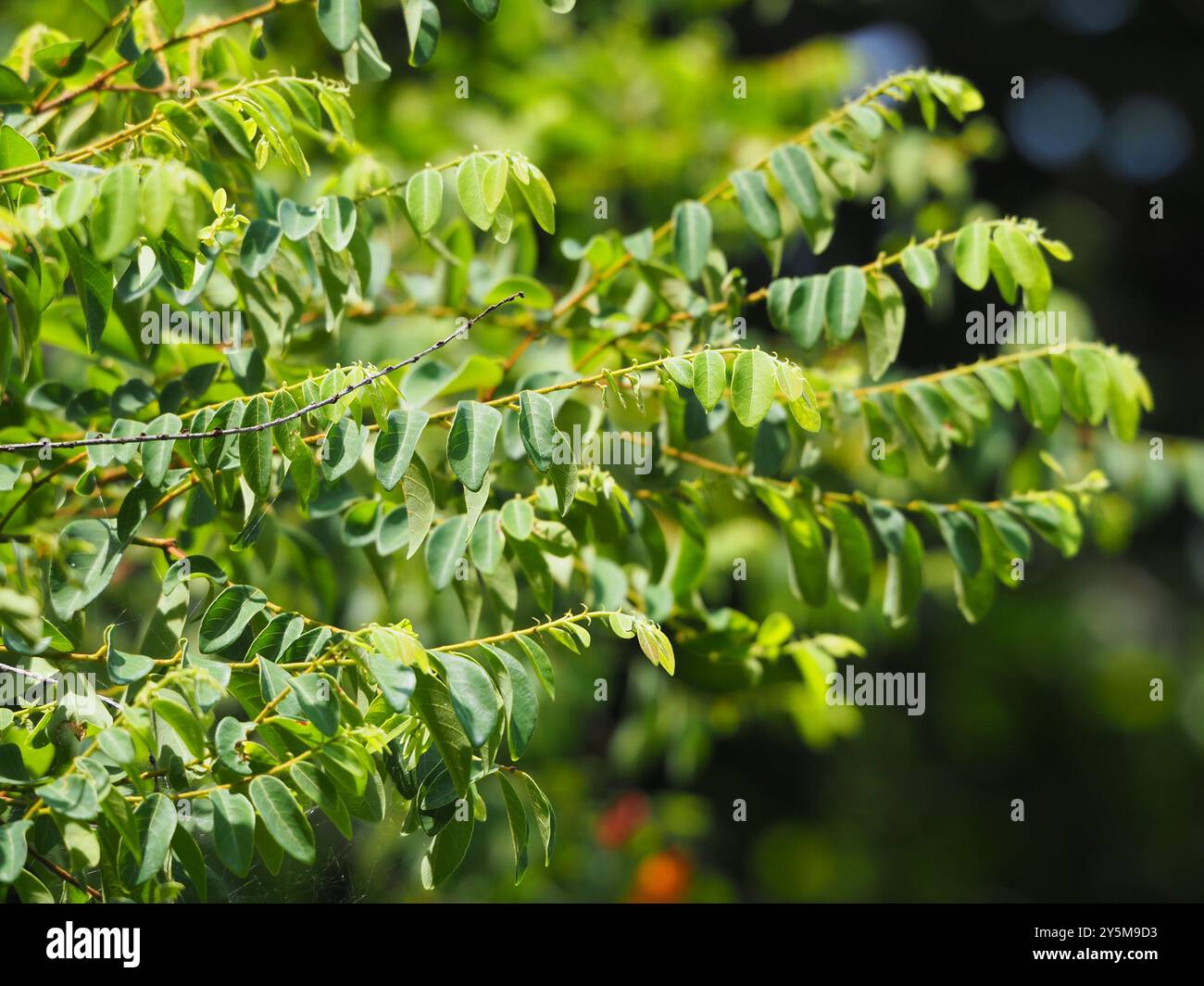 Pop-gun Seed (Bridelia tomentosa) Plantae Stock Photo - Alamy