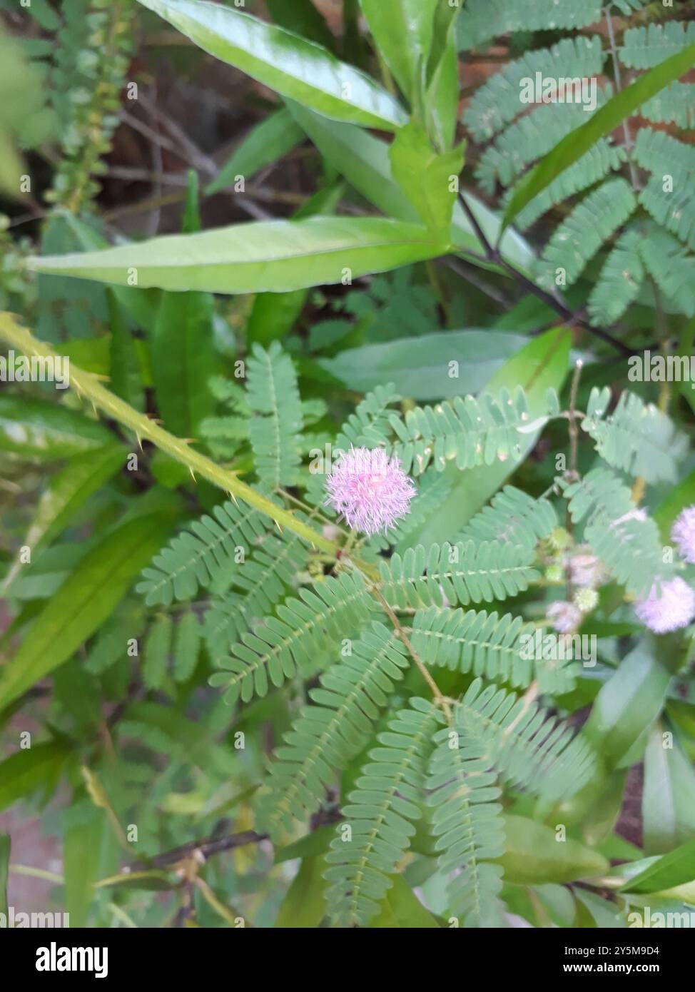 giant false sensitive plant (Mimosa diplotricha) Plantae Stock Photo ...