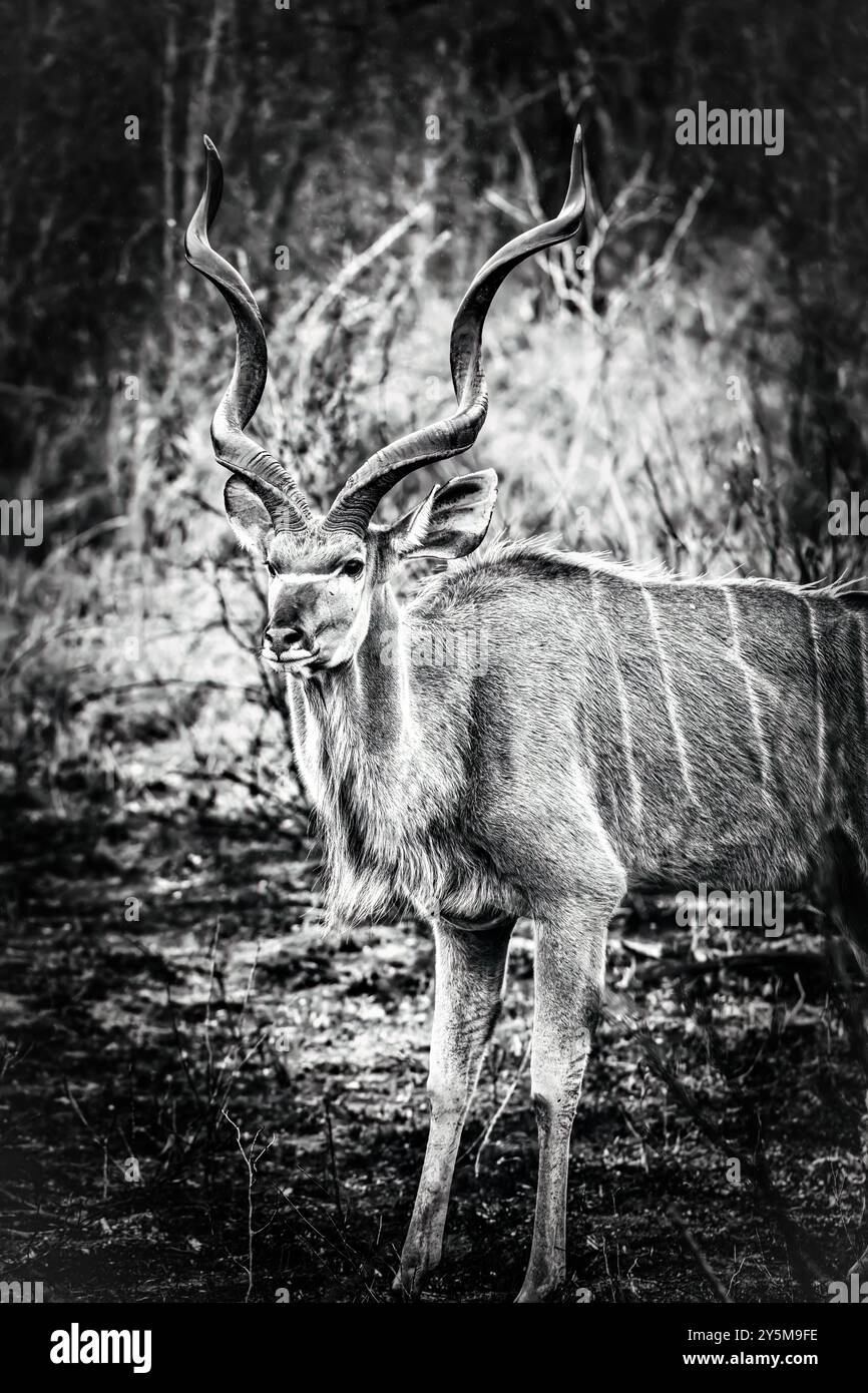 A striking black and white image capturing a majestic kudu with its ...