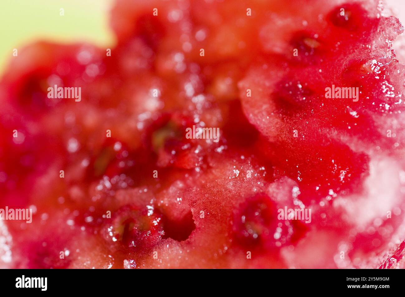 Indian prickly pears cactus hi-res stock photography and images - Alamy