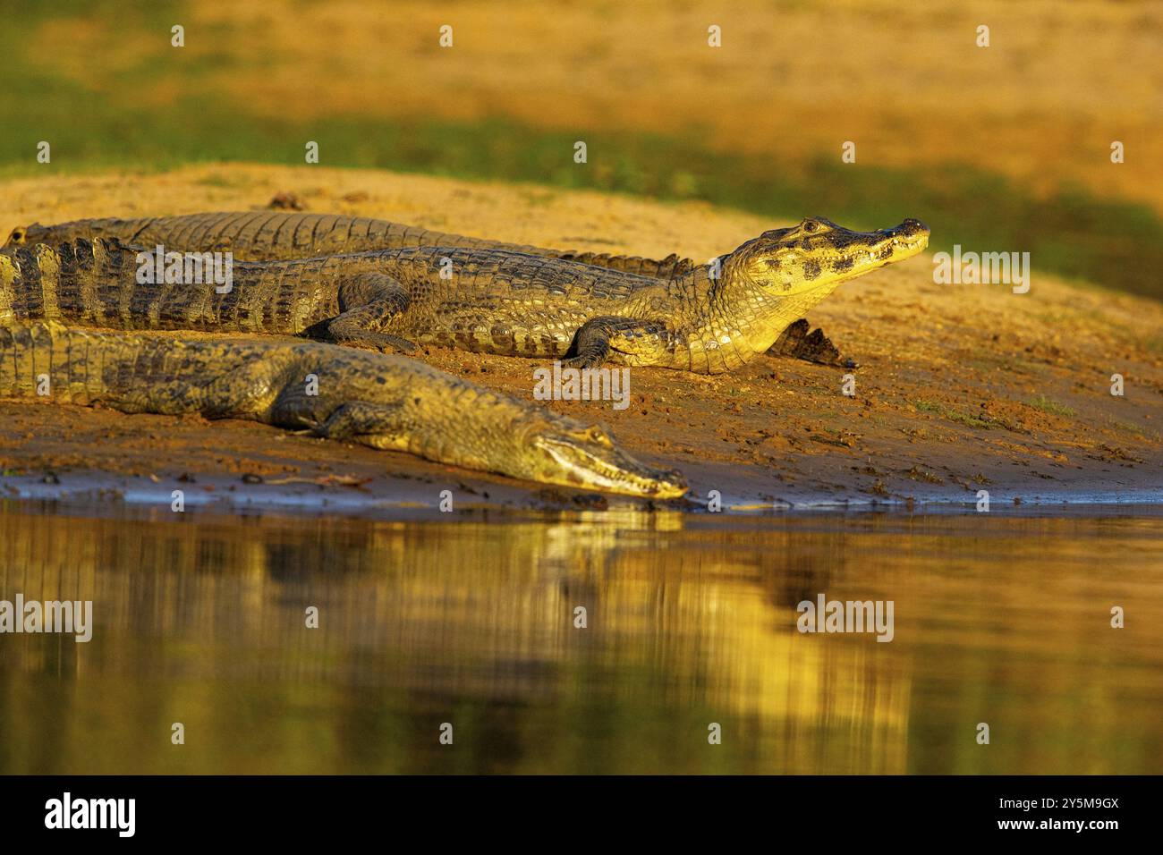 Spectacled caiman (Caiman crocodilius) Pantanal Brazil Stock Photo - Alamy