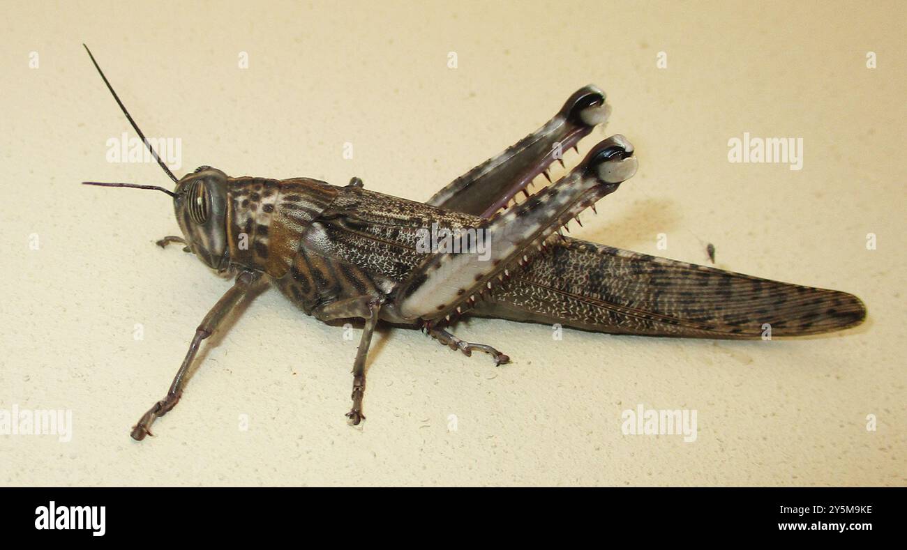 Tree Locust (Anacridium moestum) Insecta Stock Photo - Alamy