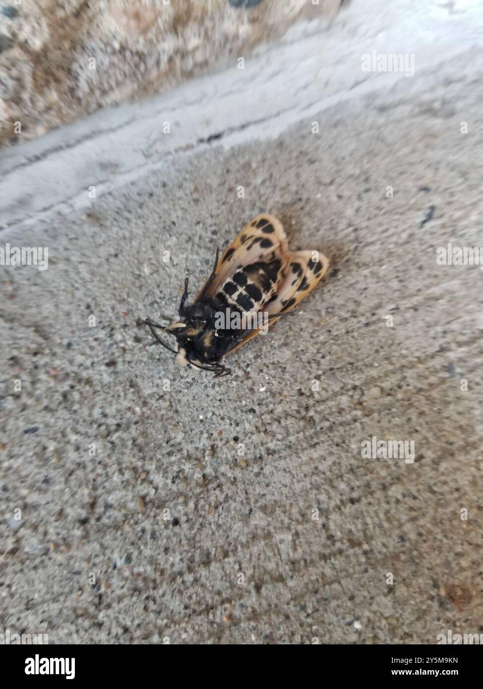 Parthenice Tiger Moth (Apantesis parthenice) Insecta Stock Photo - Alamy
