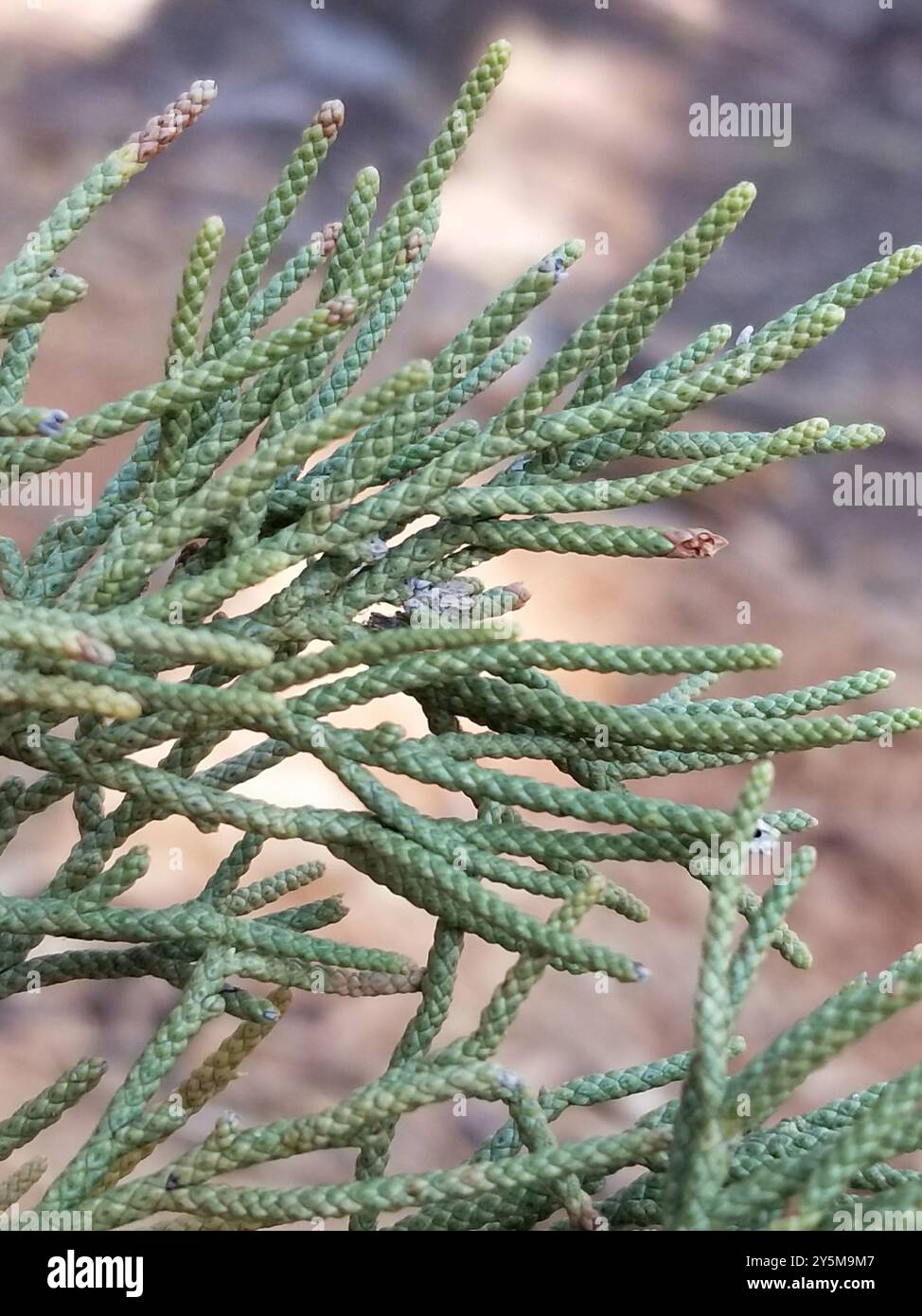 Sierra juniper (Juniperus grandis) Plantae Stock Photo - Alamy