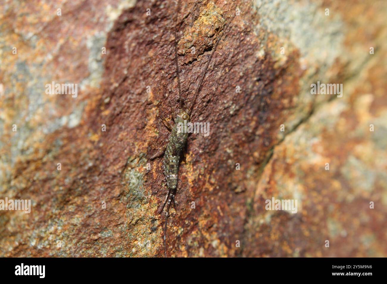 Sea bristletail hi-res stock photography and images - Alamy