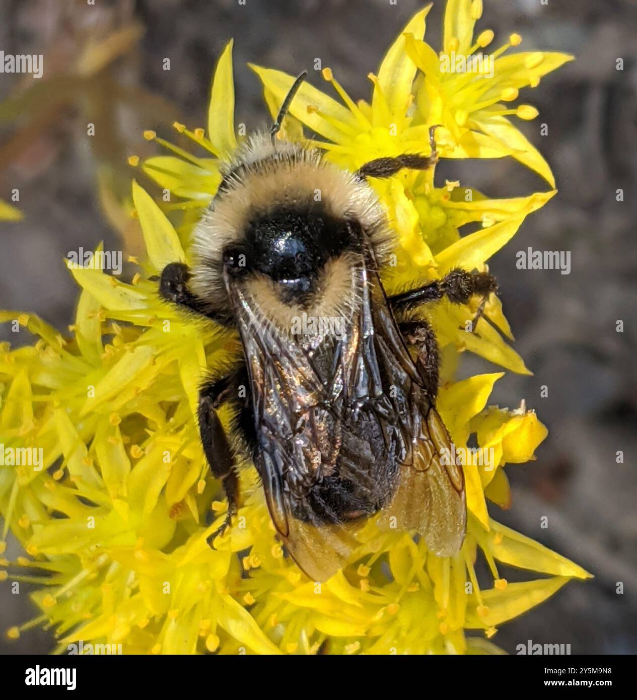 Indiscriminate Cuckoo Bumble Bee (Bombus insularis) Insecta Stock Photo ...