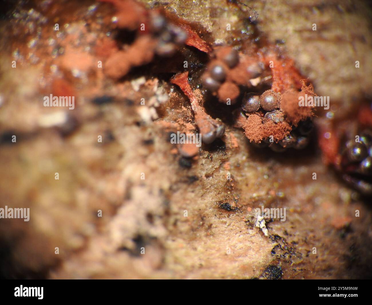Wasp's Nest Slime Mold (Metatrichia vesparia) Protozoa Stock Photo - Alamy