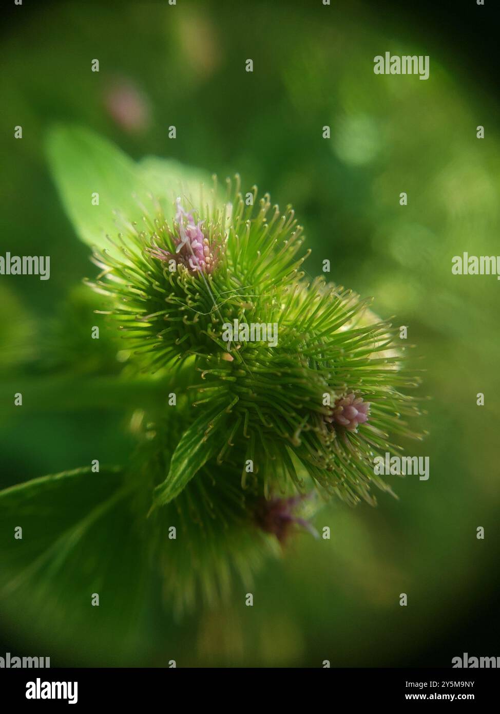 lesser burdock (Arctium minus) Plantae Stock Photo - Alamy