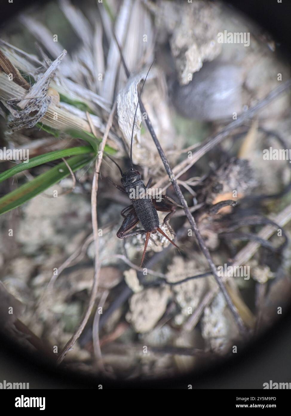 Spring Field Cricket (Gryllus veletis) Insecta Stock Photo - Alamy