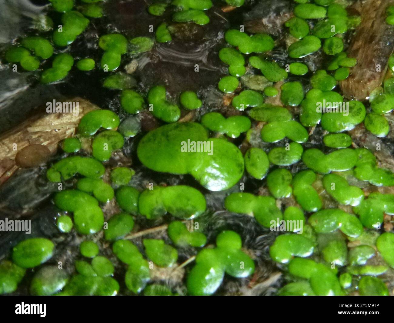 greater duckweed (Spirodela polyrhiza) Plantae Stock Photo - Alamy