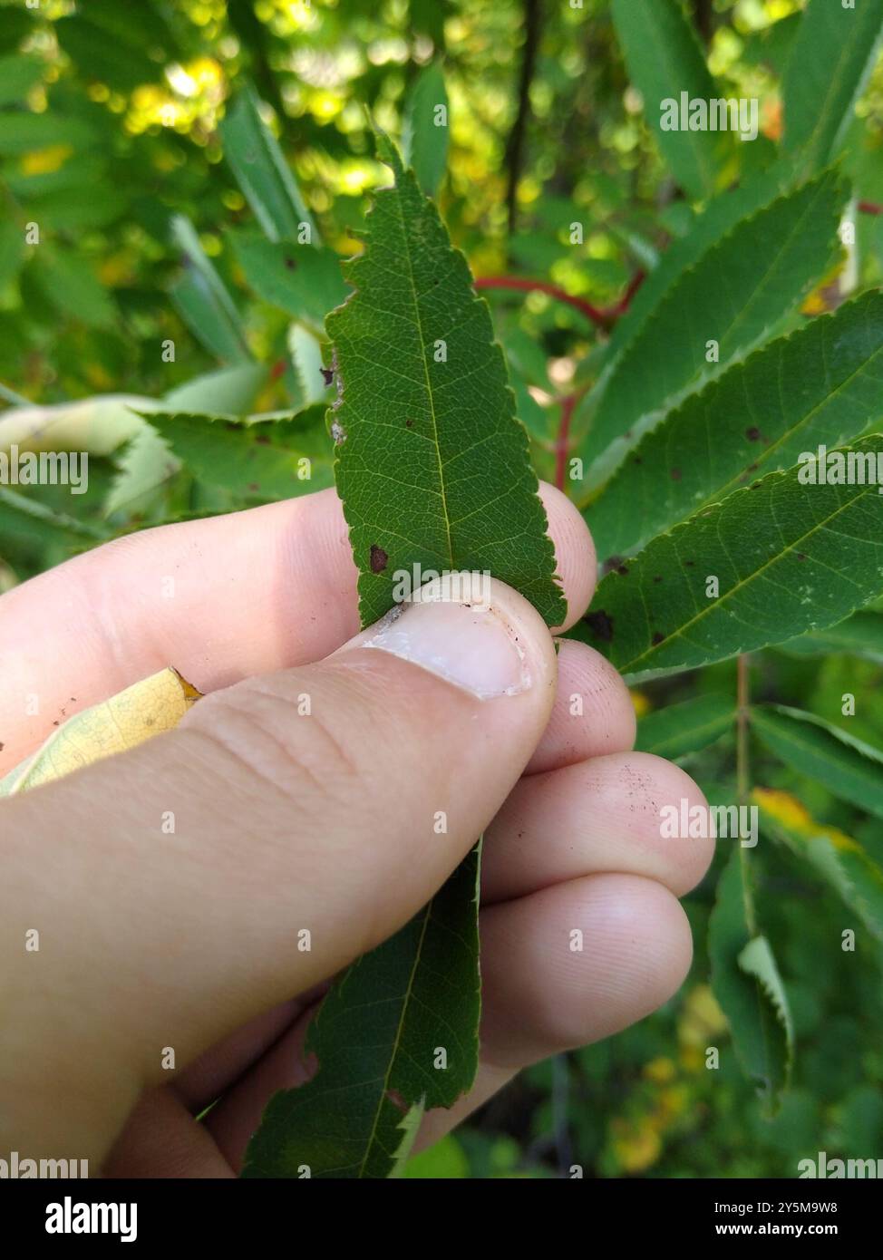 showy mountain-ash (Sorbus decora) Plantae Stock Photo - Alamy