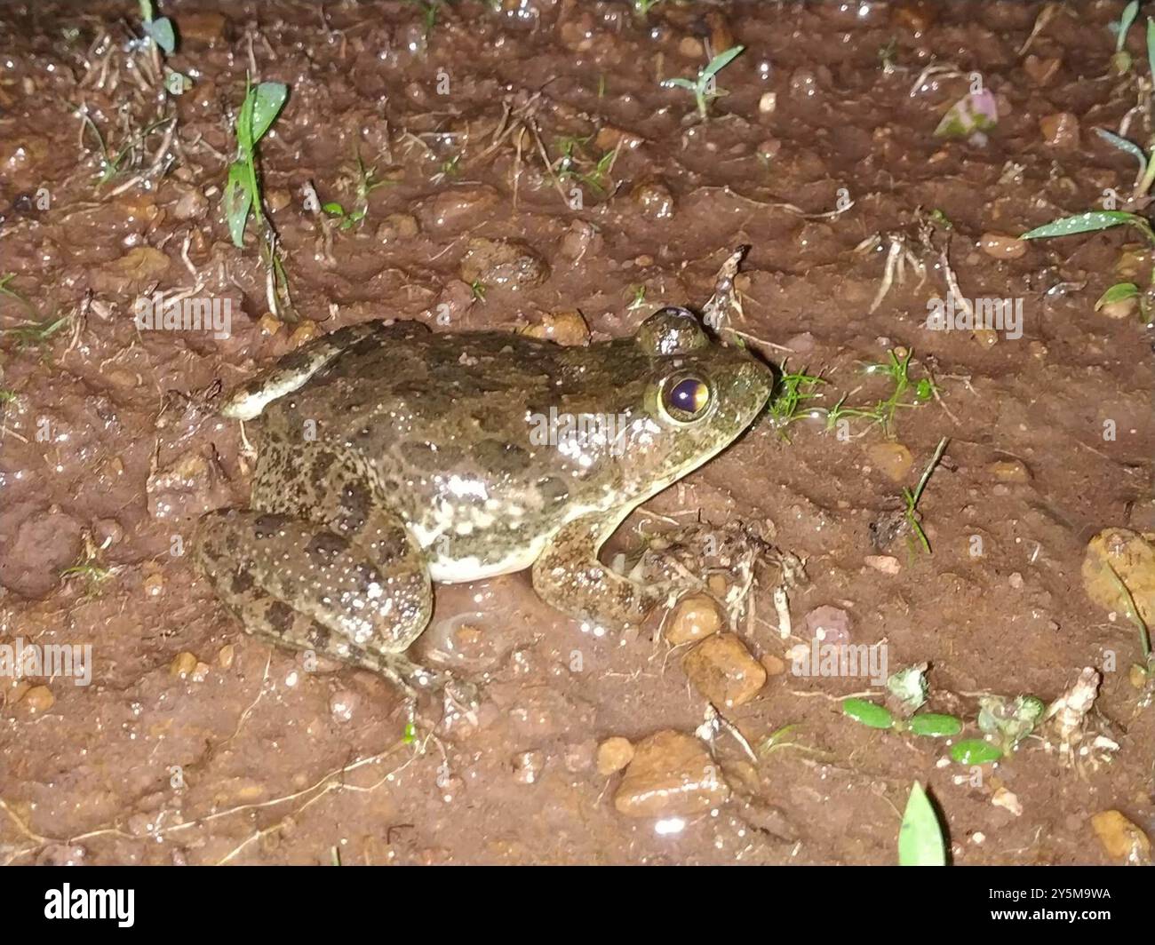 Skittering Frogs (Euphlyctis) Amphibia Stock Photo - Alamy