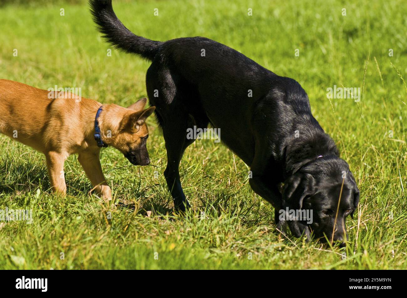 Malinois and Labrador mix, sniffing together Stock Photo - Alamy