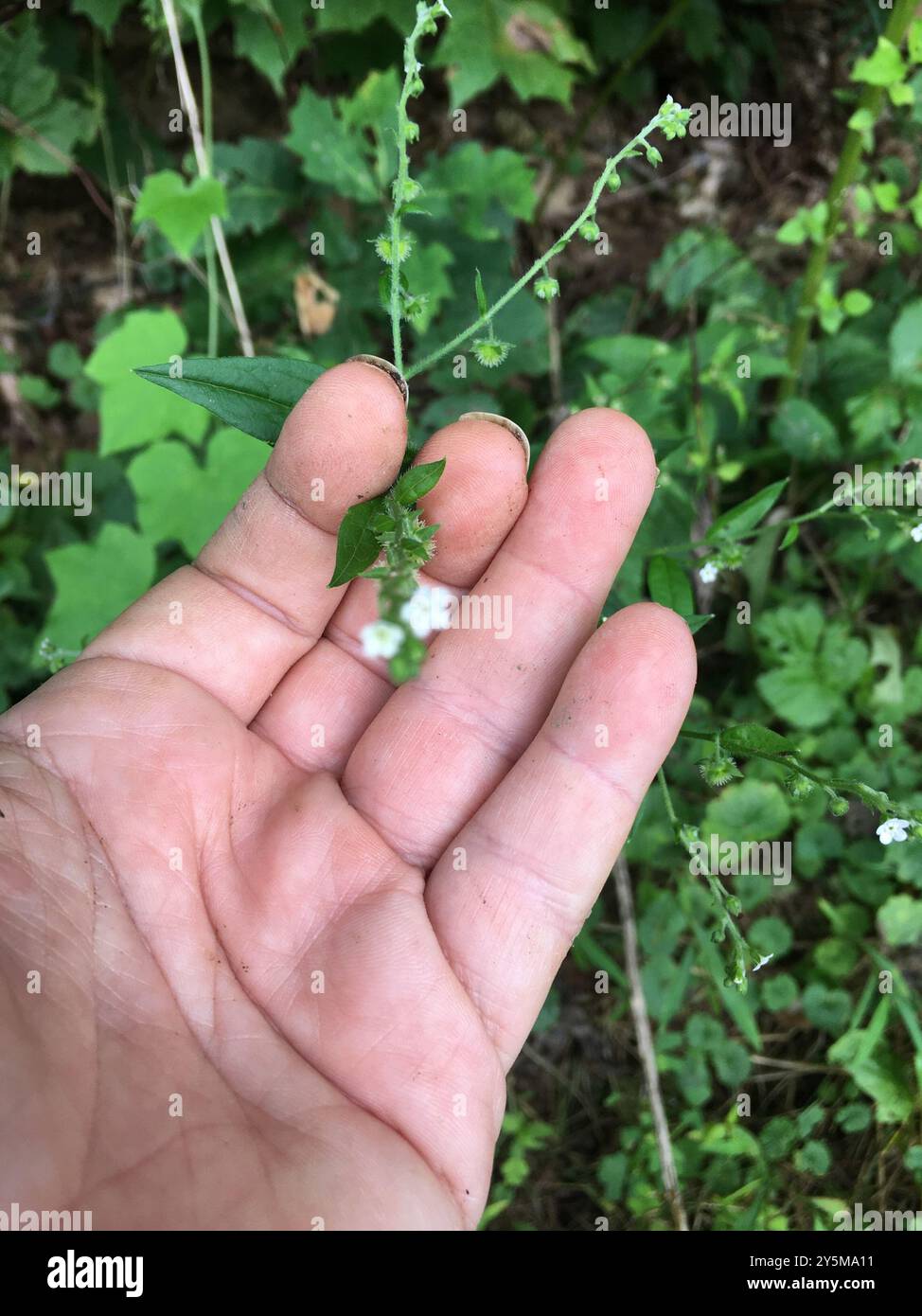 virginia stickseed (Hackelia virginiana) Plantae Stock Photo - Alamy