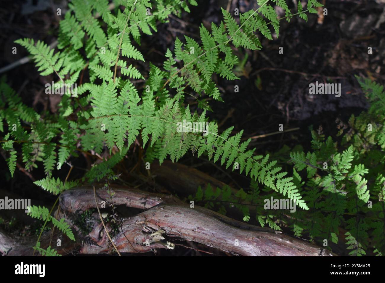 bulblet fern (Cystopteris bulbifera) Plantae Stock Photo - Alamy