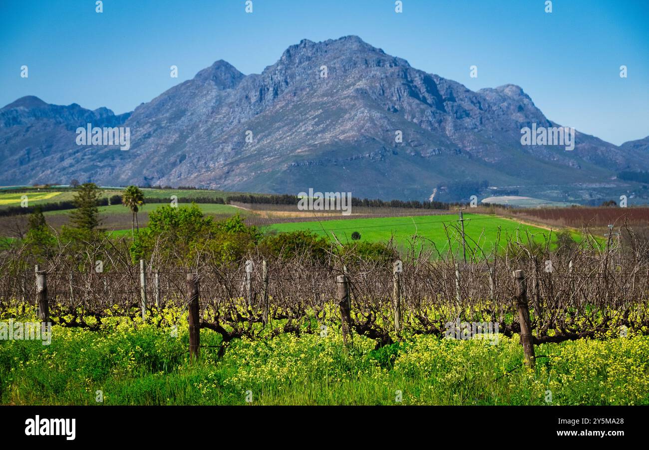 Tranquil vineyard with vines is set against a majestic mountain ...