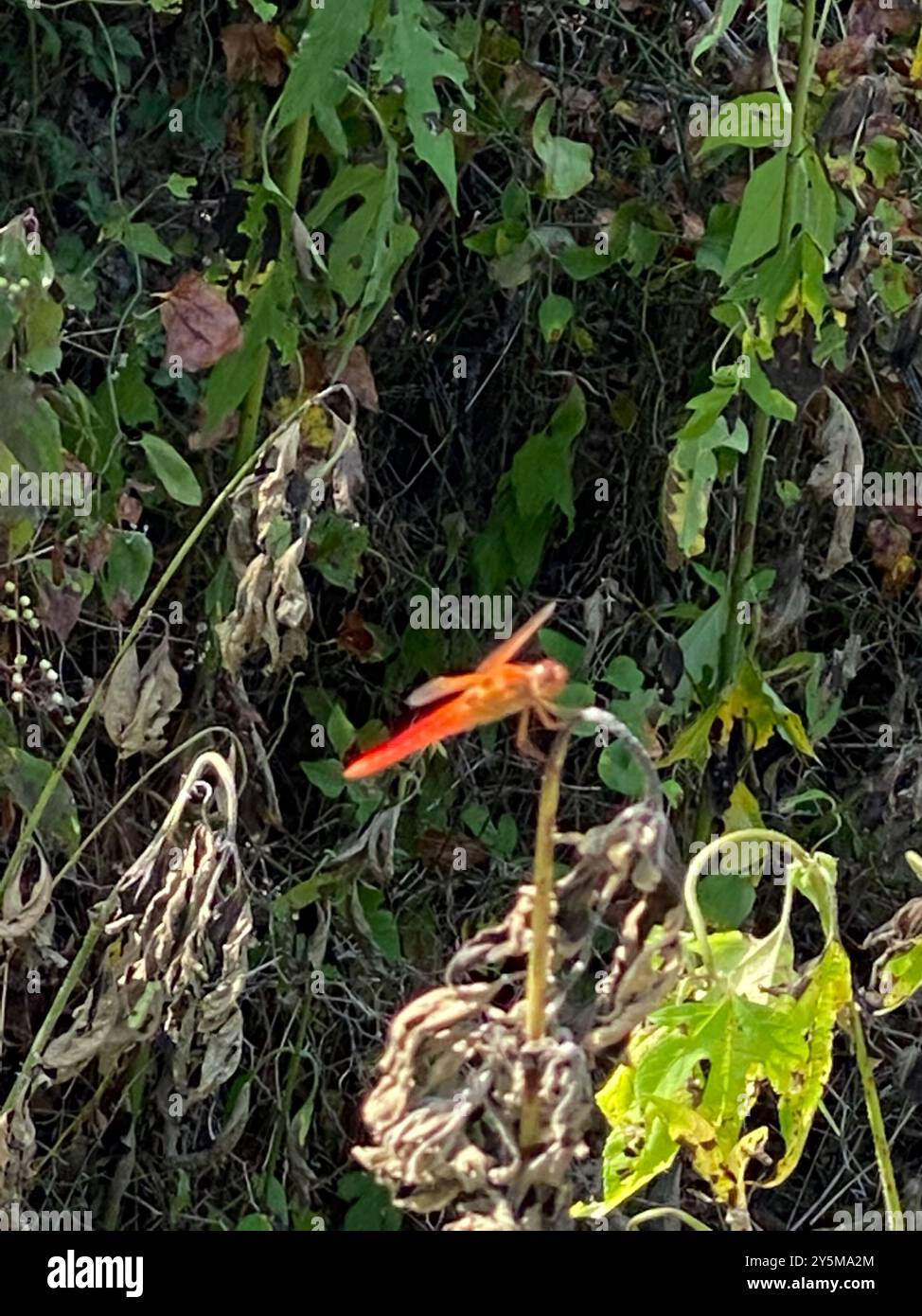 Neon Skimmer (Libellula croceipennis) Insecta Stock Photo - Alamy
