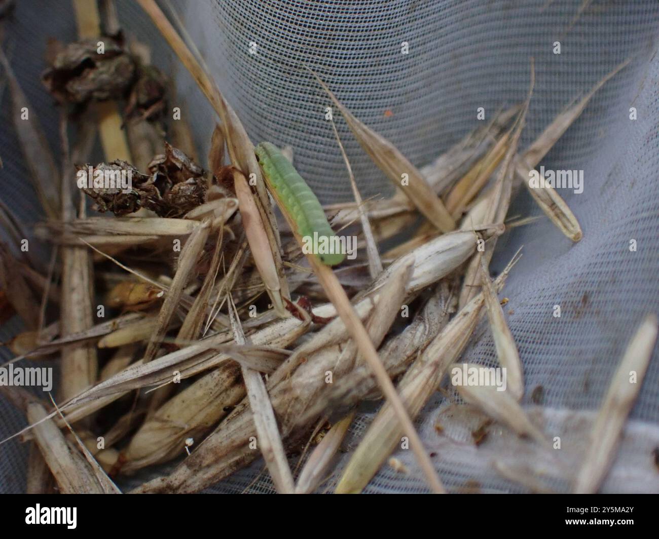 Sawflies, Horntails, and Wood Wasps (Symphyta) Insecta Stock Photo - Alamy