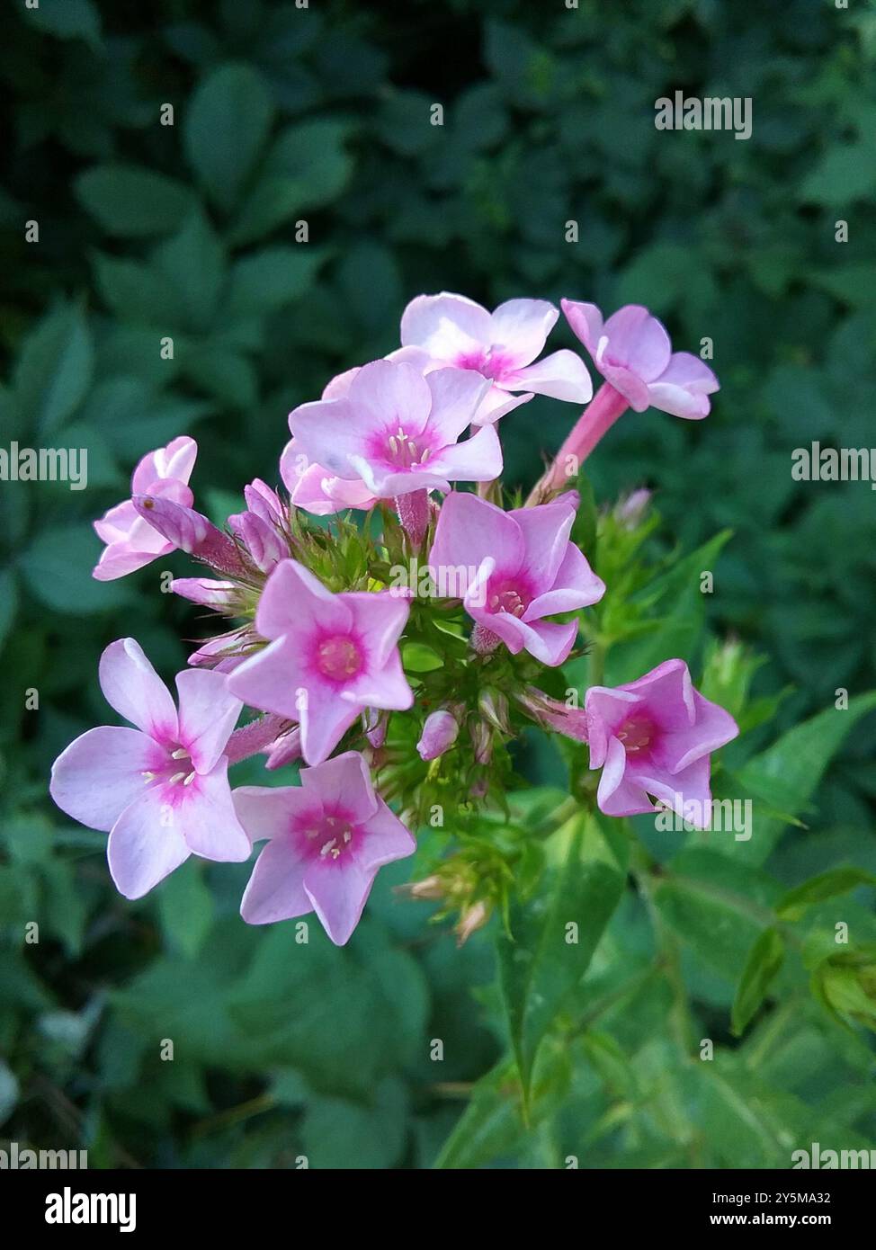 fall phlox (Phlox paniculata) Plantae Stock Photo - Alamy