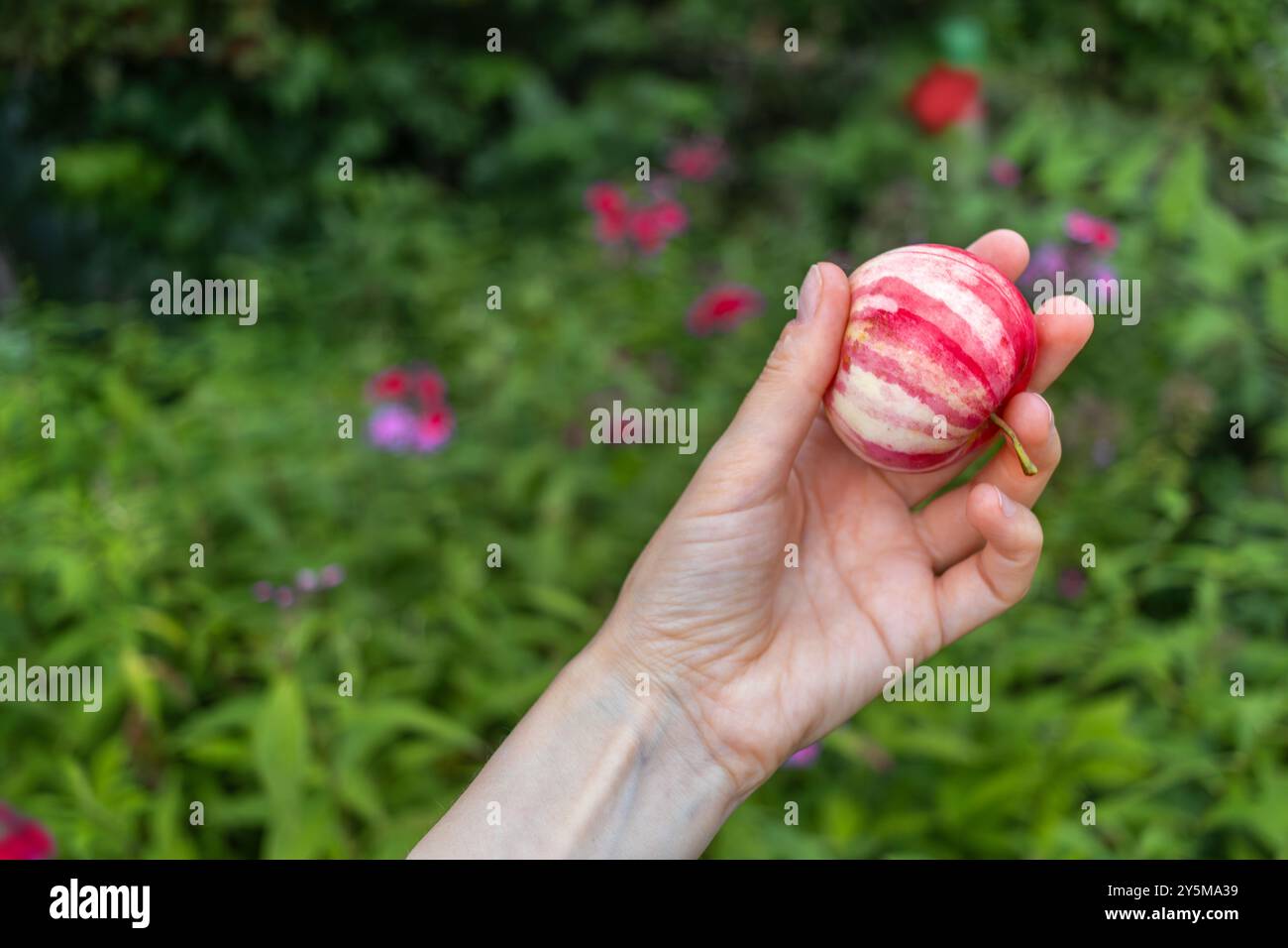 Red striped apple in woman's hand against summer orchard background ...