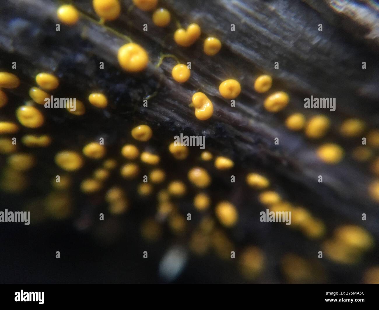 True slime molds hi-res stock photography and images - Alamy