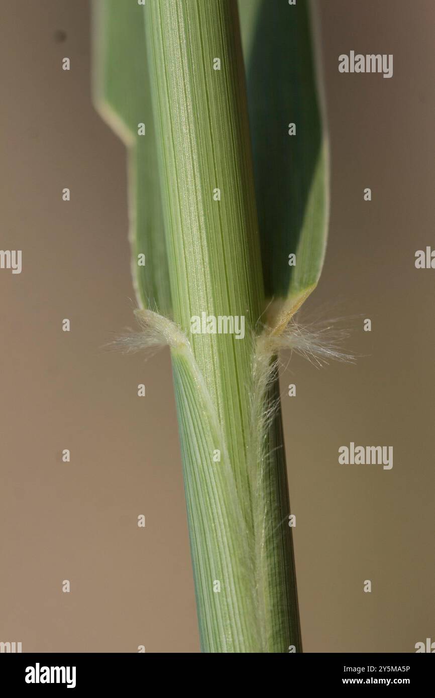 Giant Dropseed (Sporobolus giganteus) Plantae Stock Photo - Alamy